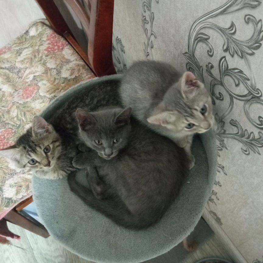 Котята в добрые руки