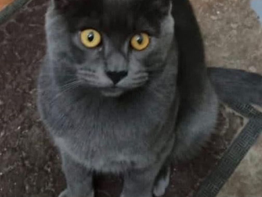 Кот ищет дом