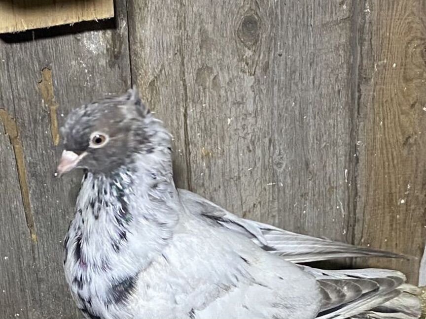 Голуби Бойные