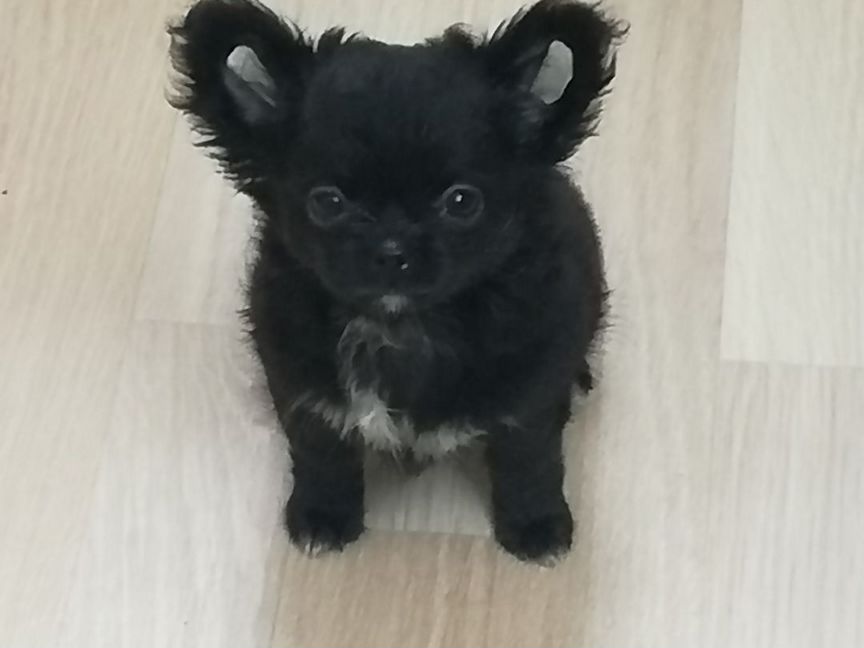 Чихуахуа мальчик длинношерстный с документами РКФ