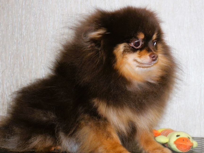 Шоколадная принцесса