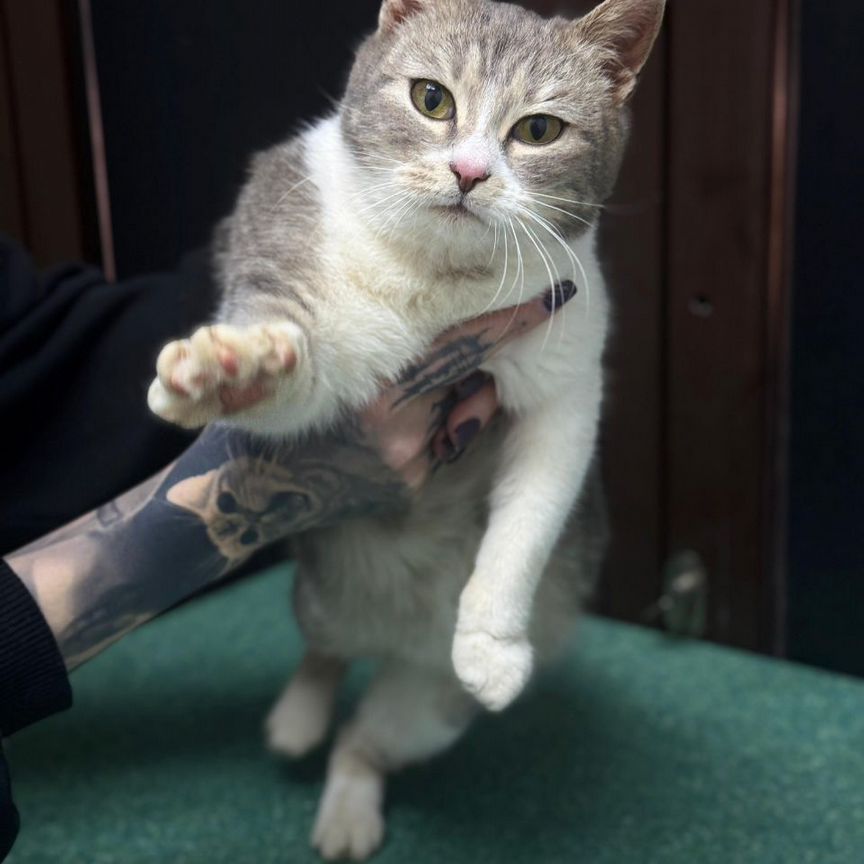 Тамиланда,такой не выжить на улице, нужен дом