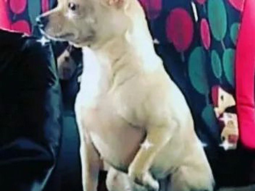 Щенки тойтерьера