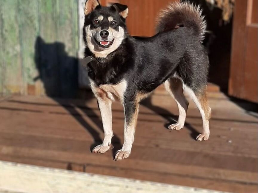 Размером с сиба ину,небольшая собака добрые руки