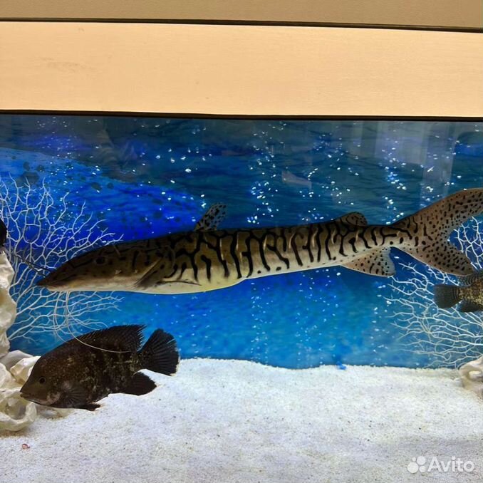 Псевдоплатистома