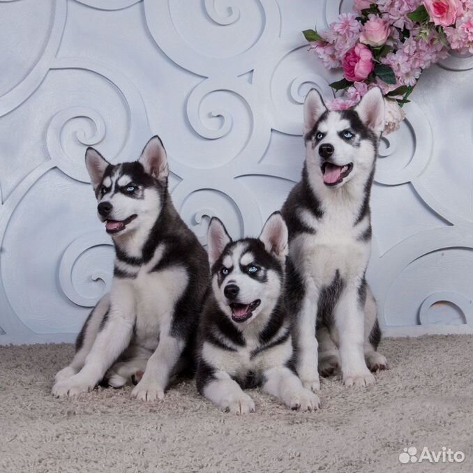 Щенки сибирской хаски
