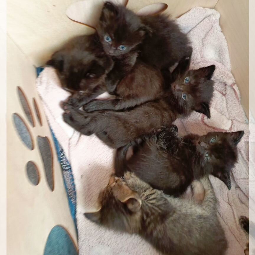 Котята в добрые руки