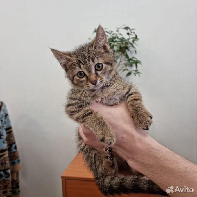 Полосатик в поисках семьи