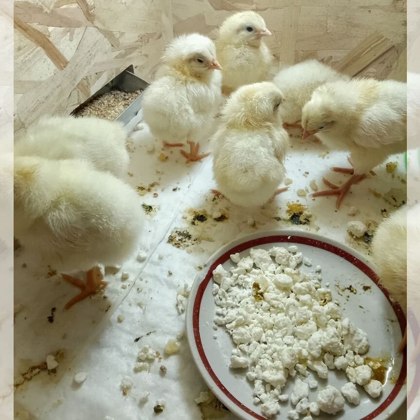 Цыплята суточные несушки