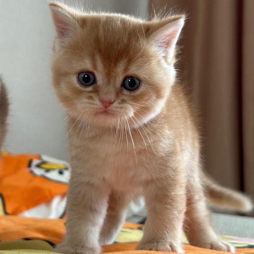 Котята