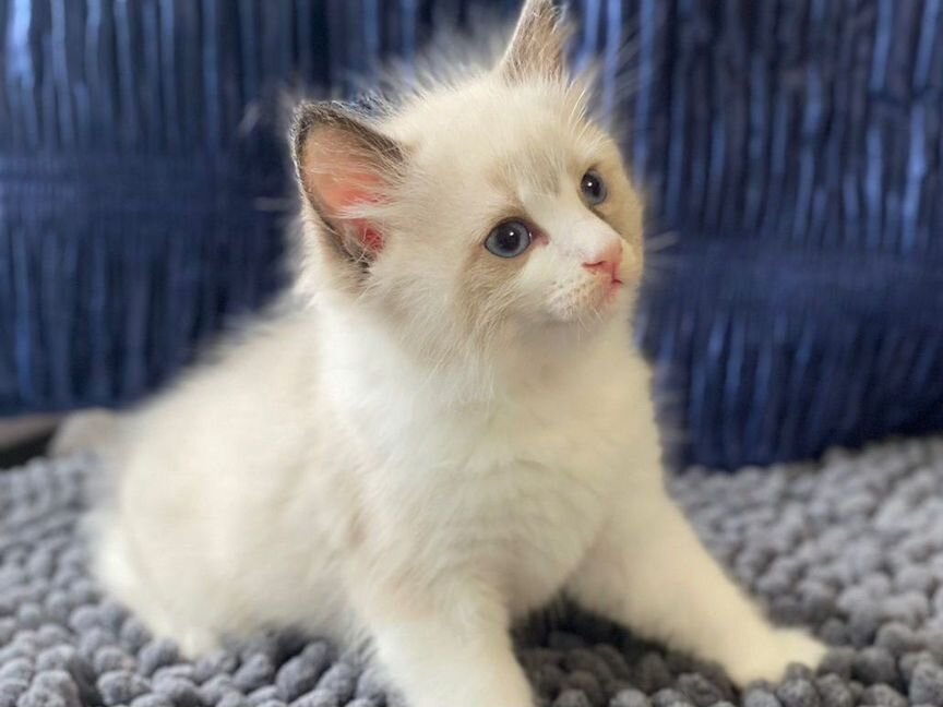 Котенок породы Рэгдолл