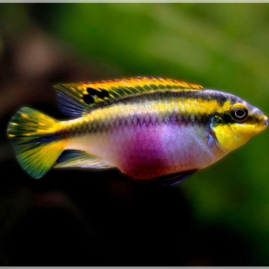 Пельвикахромис пульхера – цихлида попугайчик