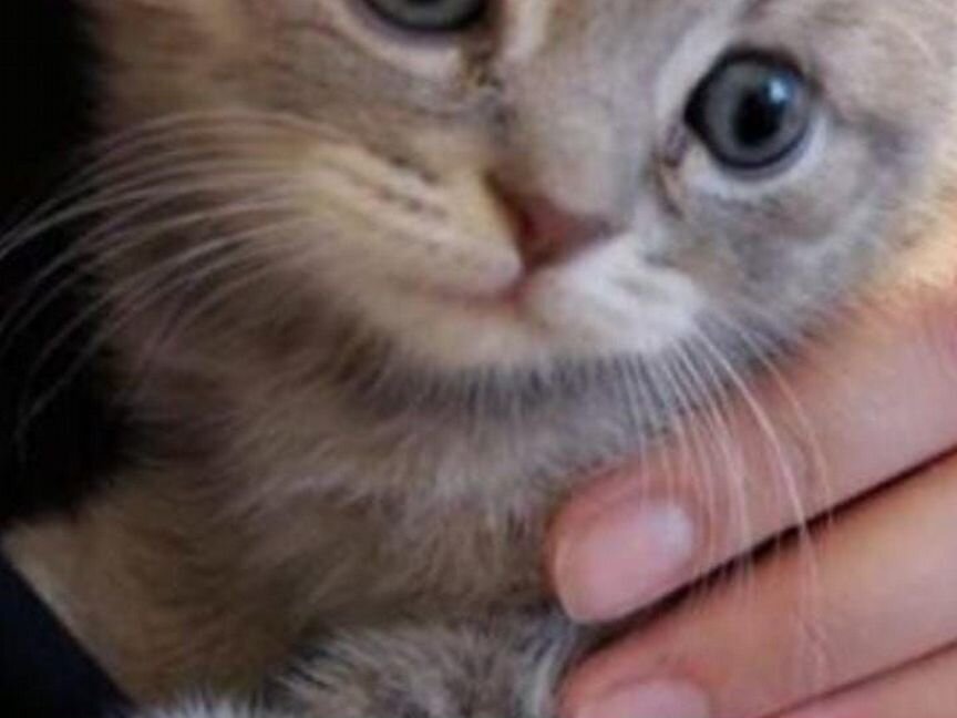 Шотландские вислоухие котята серые