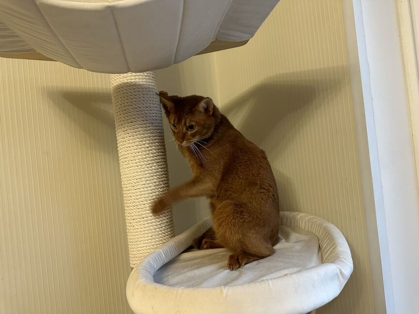 Отдам абиссинская кошка