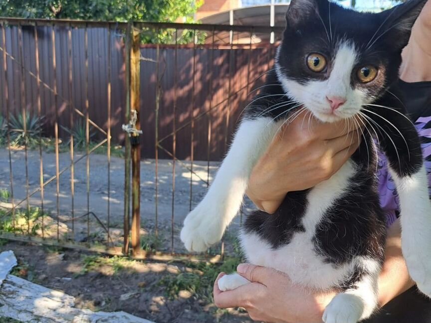Кошка