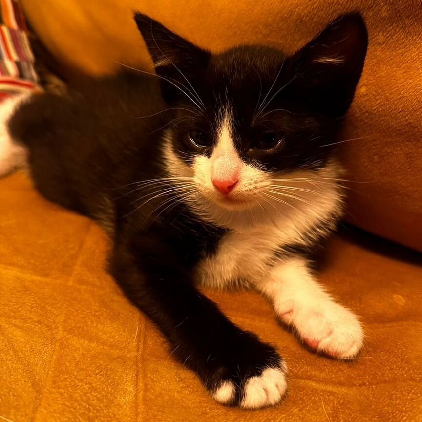 Котёнок от частного владельца