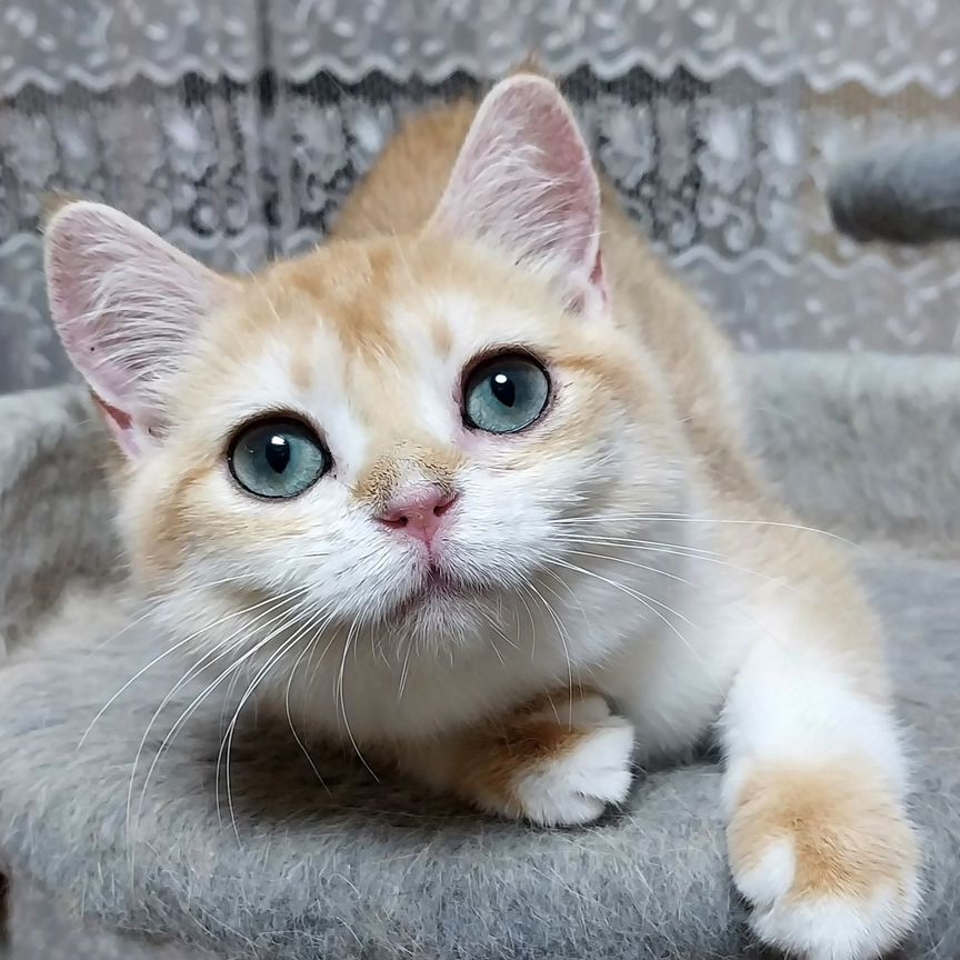 Шотландский прямоухий короткошёрстный котёнок