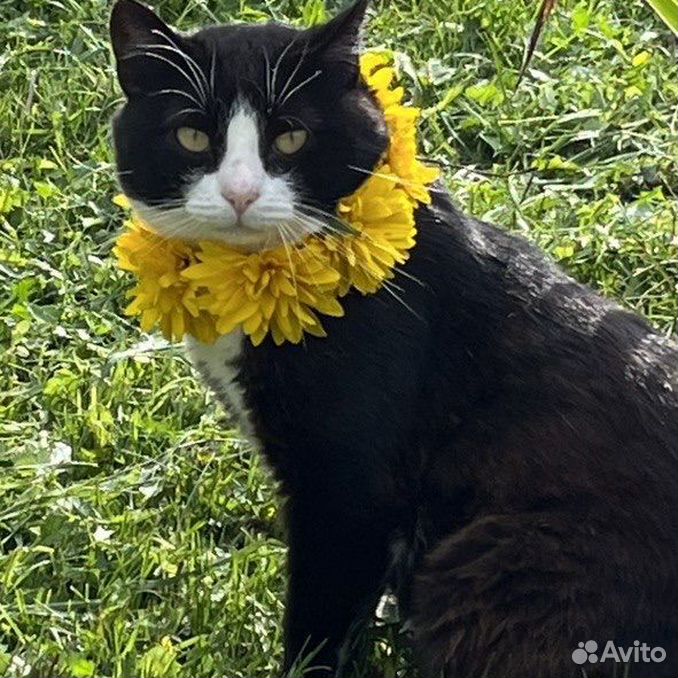 Милые дамы, представляем вам кота Шопена