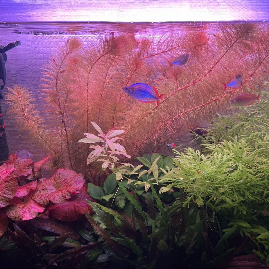 Аквариумное растение