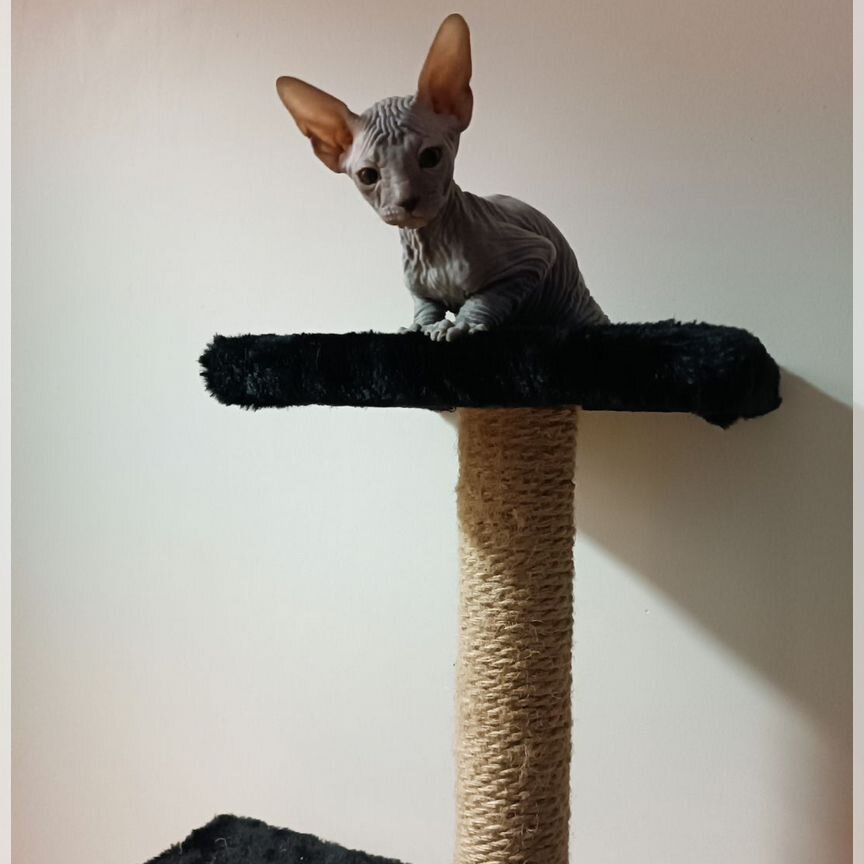 Донской сфинкс