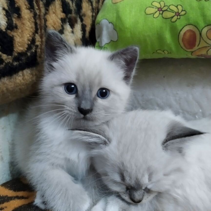 Котята милые