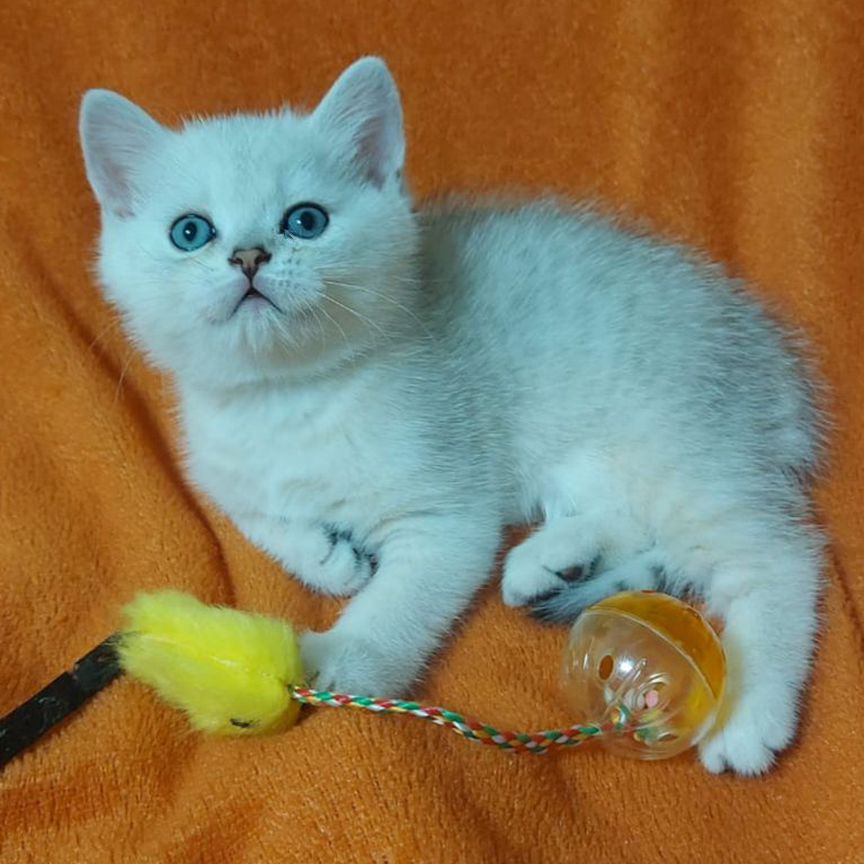Шотландский прямоухий короткошёрстный котёнок