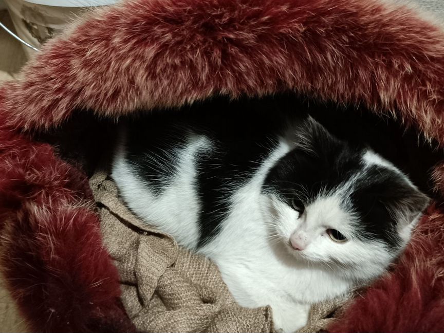 Котики бесплатно в добрые руки