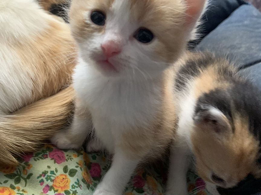 Котята в добрые руки