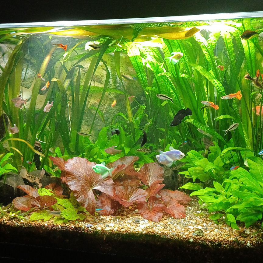 Аквариумные растения