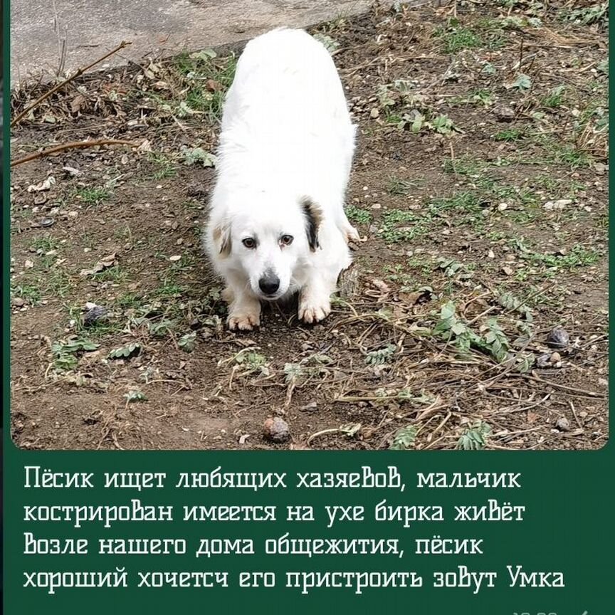 Пристроить собаку