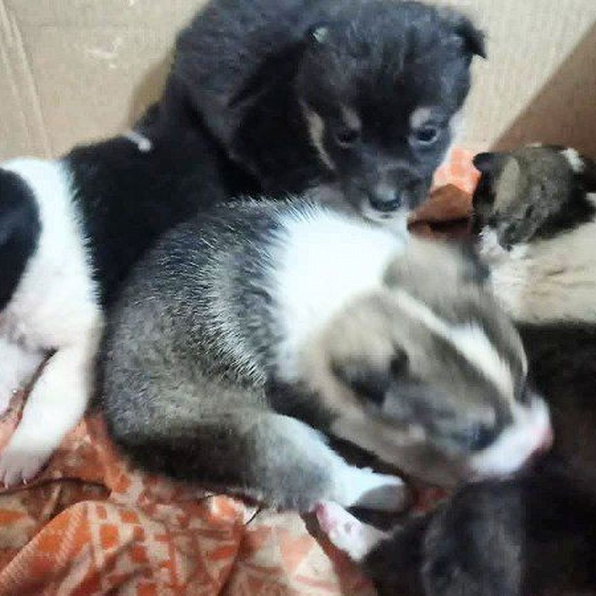 На рыбалке были найдены щенки ищем им дом