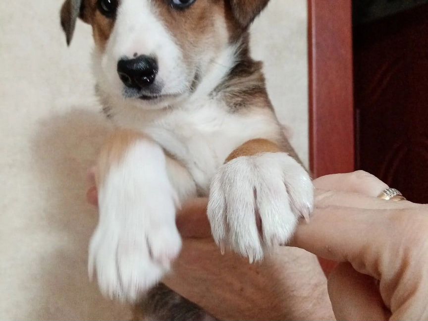 Щенок в добрые руки