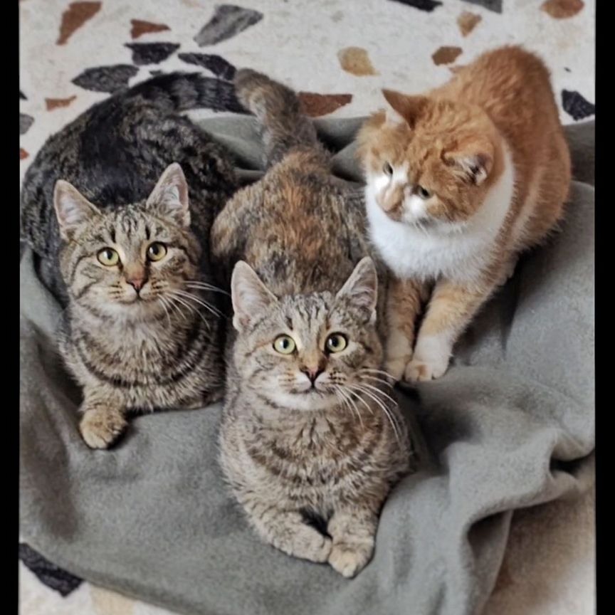 Котята вывезены с дач