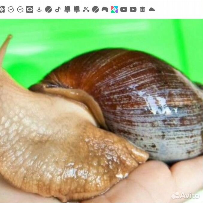 Улитки ахатины