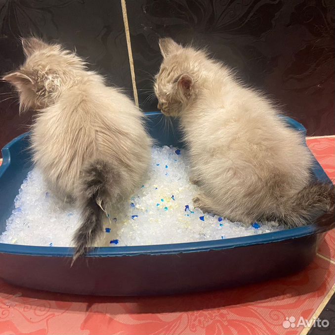 Котята в добрые руки,1-2 недели,две девочки