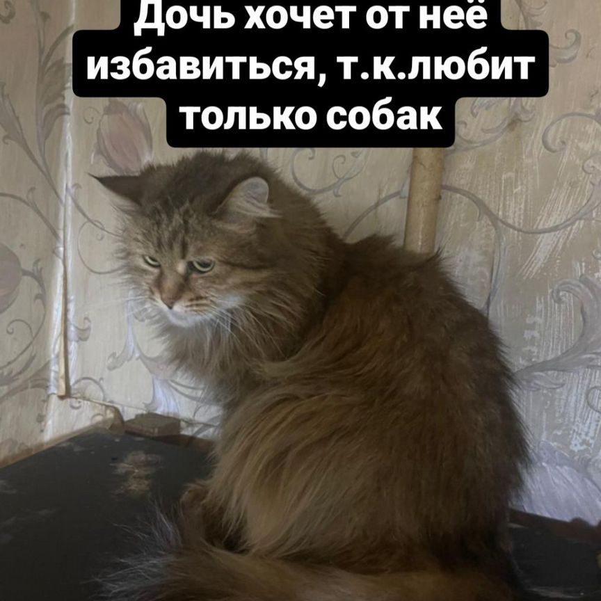 Хозяйка умерла. Дочь хочет выкинуть