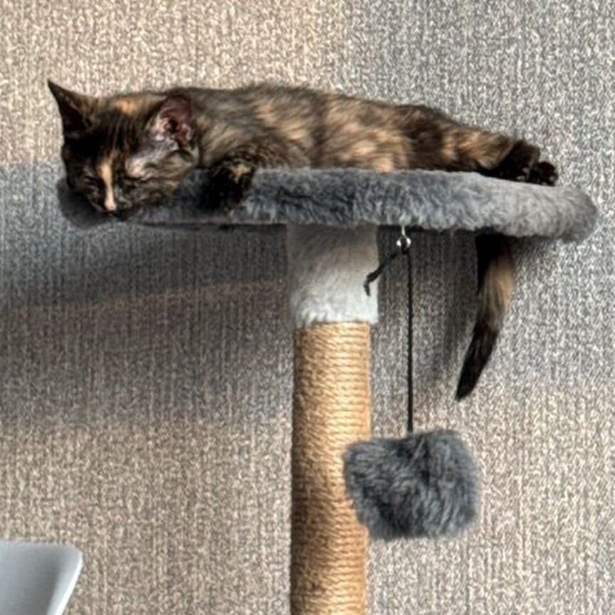 Домик для котов