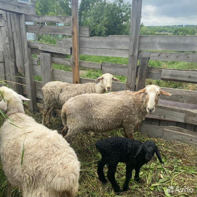 Гисарские овцы бараны козлики коза камори