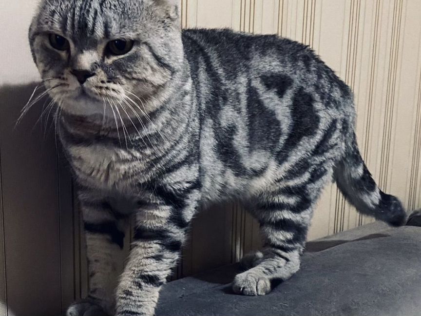 Шотландский кот вязка