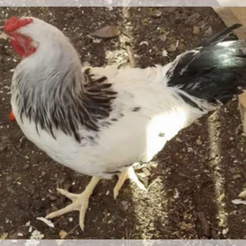 Петухи породистые