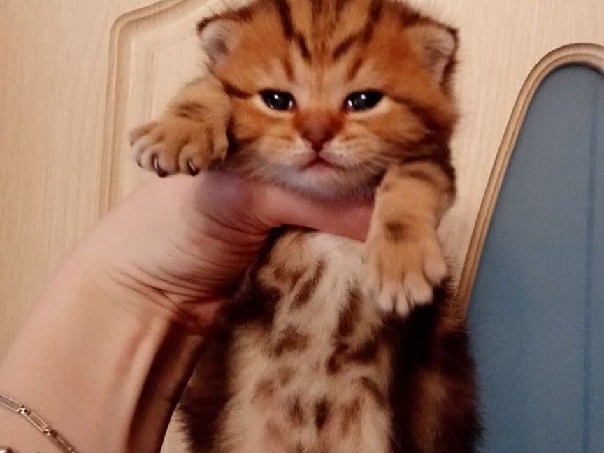 Шотландский золотой карапуз