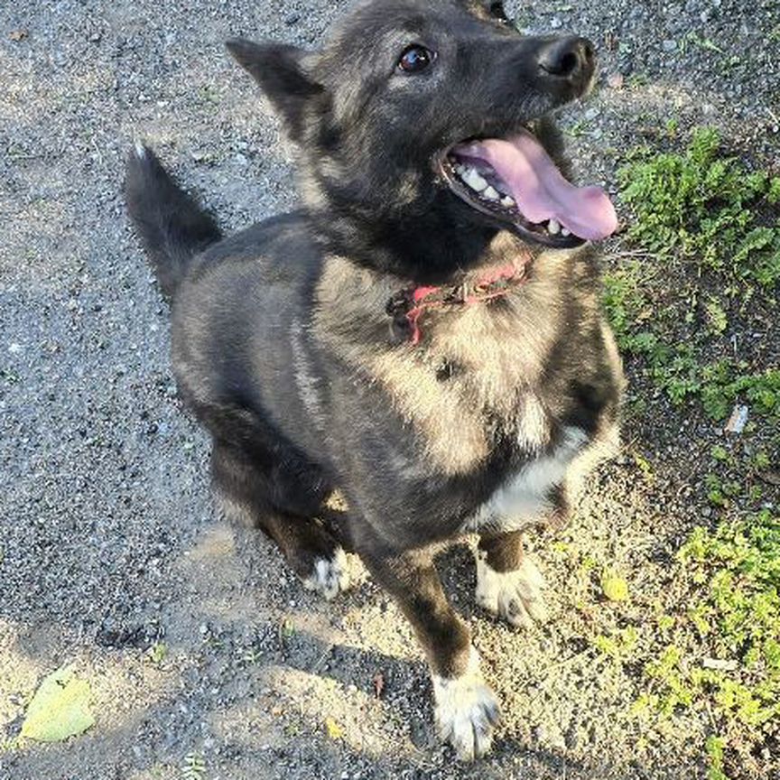 Собака малинуа