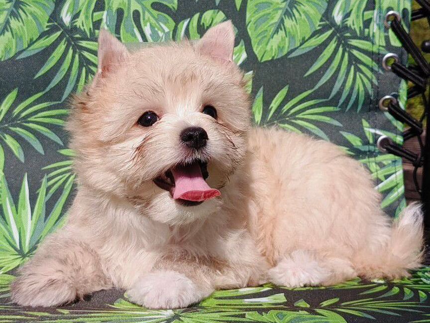 Щеночки русская салонная собака