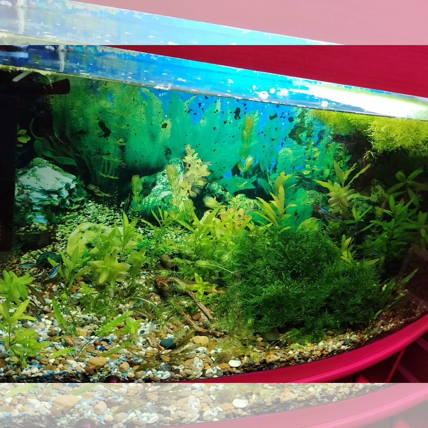 Аквариумная прополка