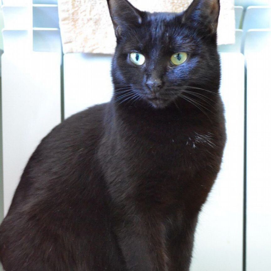 Кошка в добрые руки