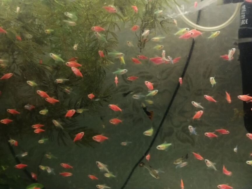 Аквариумные рыбки