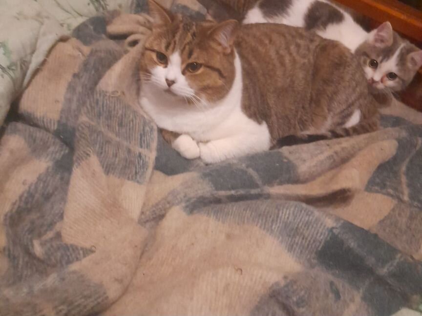 Молодые котики шотландцы в дар