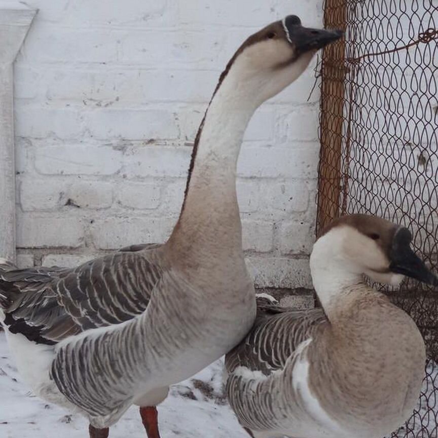 Гуси кубанские