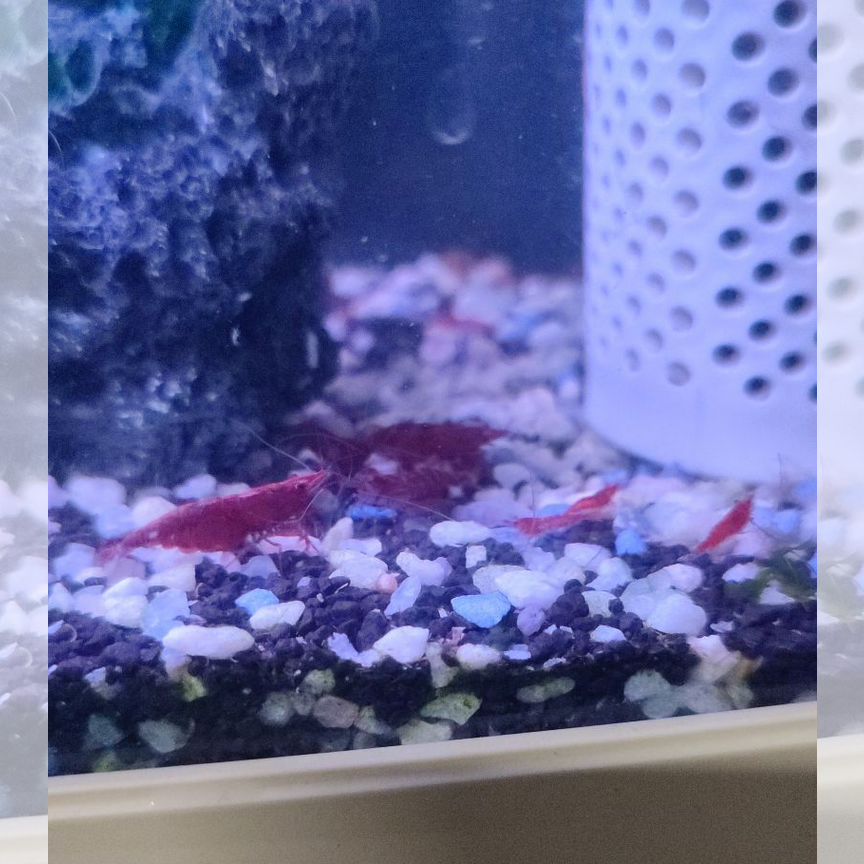 Аквариумные креветки вишня