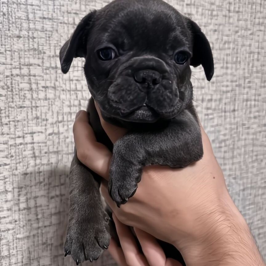 Французский бульдог, щенок